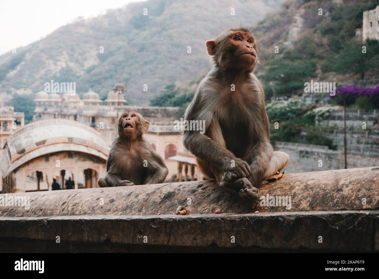 The monkeys in Monkey Temple in Jaipur, India Stock Photo - Alamy
