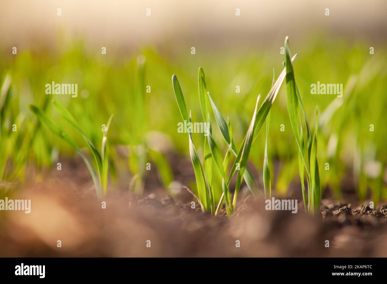 Sprouted barley seed hi-res stock photography and images - Alamy
