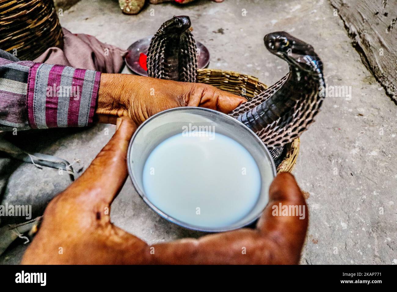 An Indian man offers milk to snake during the worship of 'Naag' on the ...