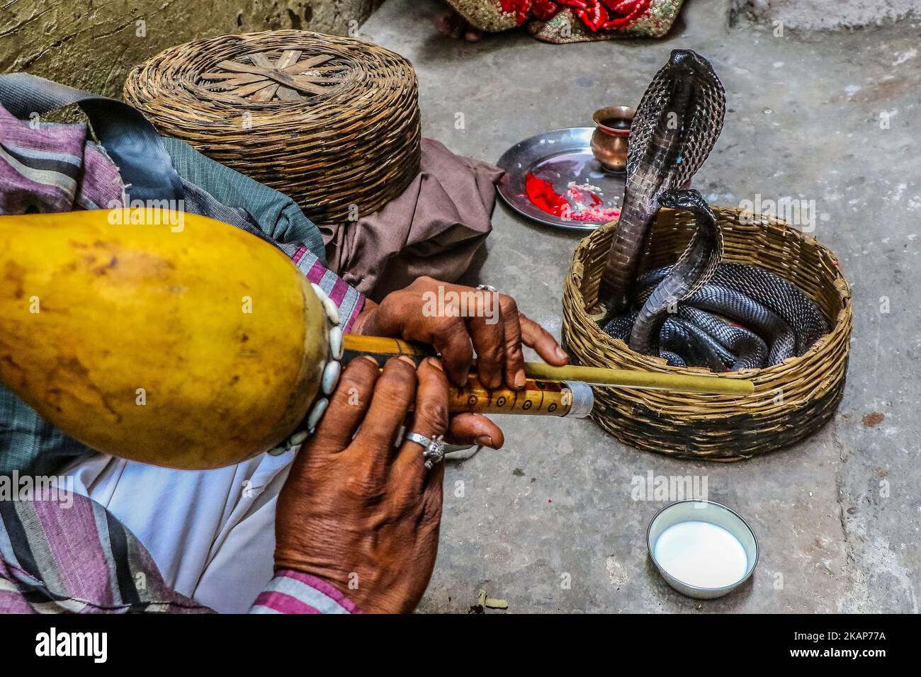 A snake charmer play flute 'Been' in front of snakes during the worship ...