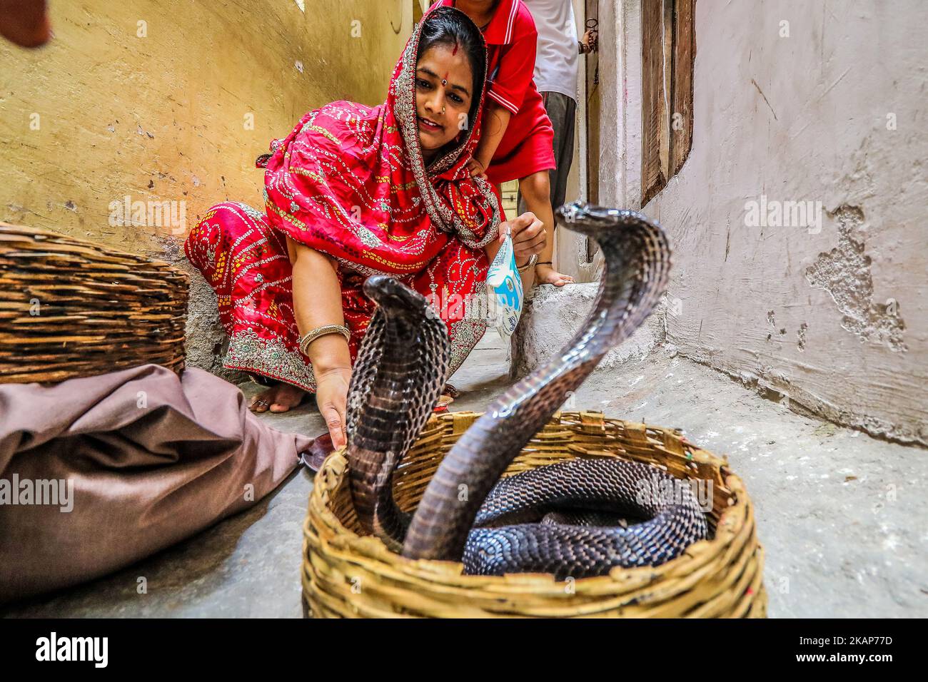 An Indian woman devotee offers milk to snakes during the worship of 'Naag' on the occasion of ...