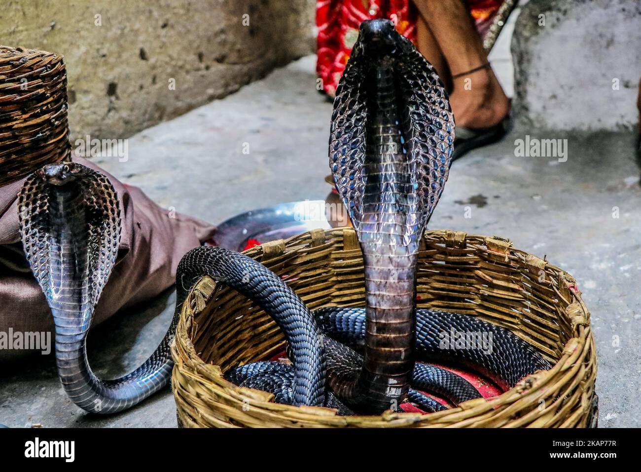 Naag hi-res stock photography and images - Alamy