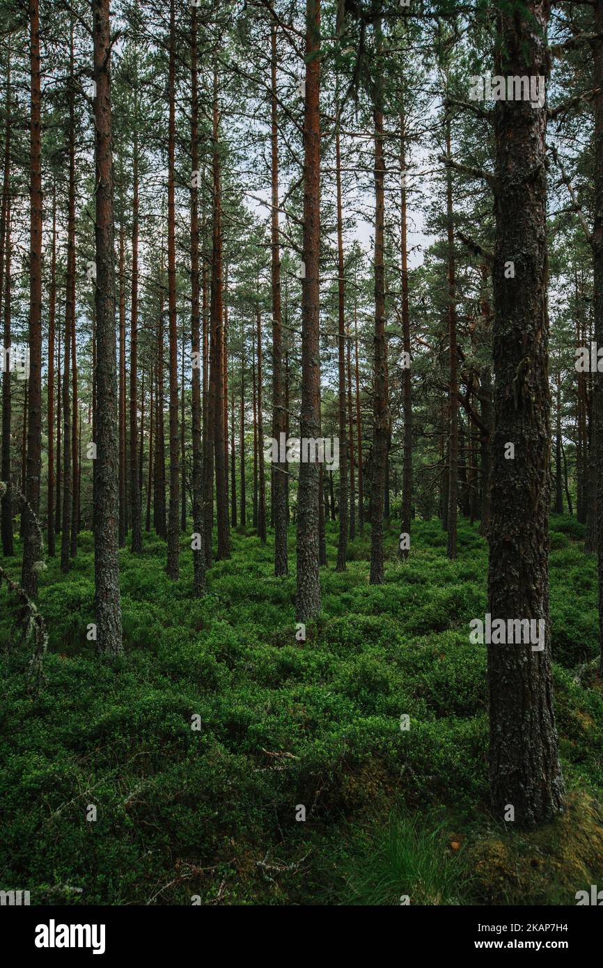 Beautiful vertical shot forest hi-res stock photography and images - Alamy