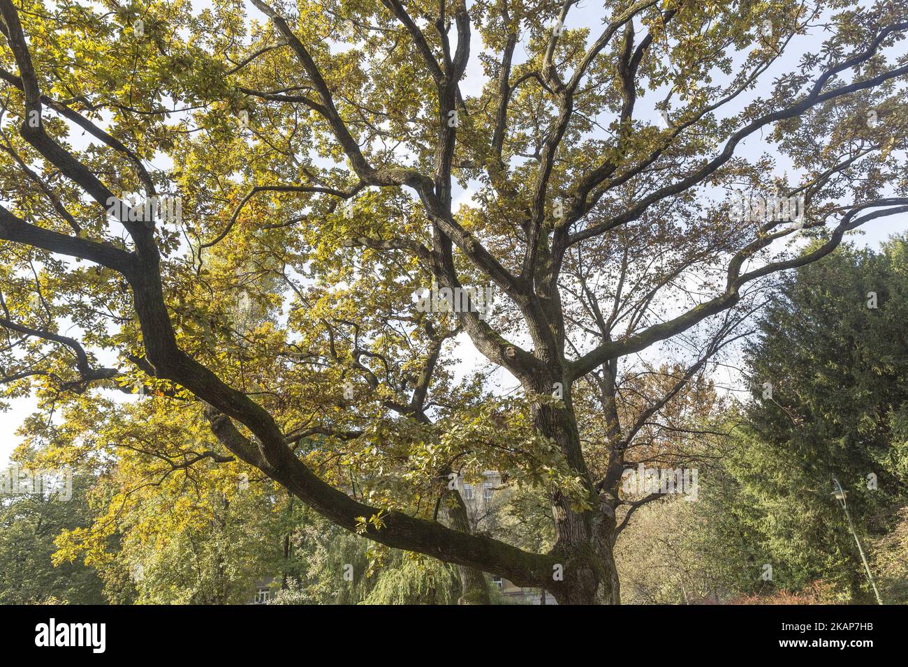 Strong tree branches hi-res stock photography and images - Alamy