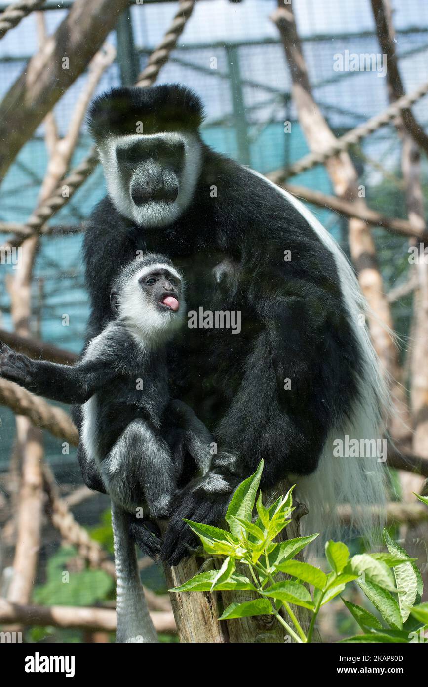 eastern black-and-white colobus mother and baby Stock Photo - Alamy