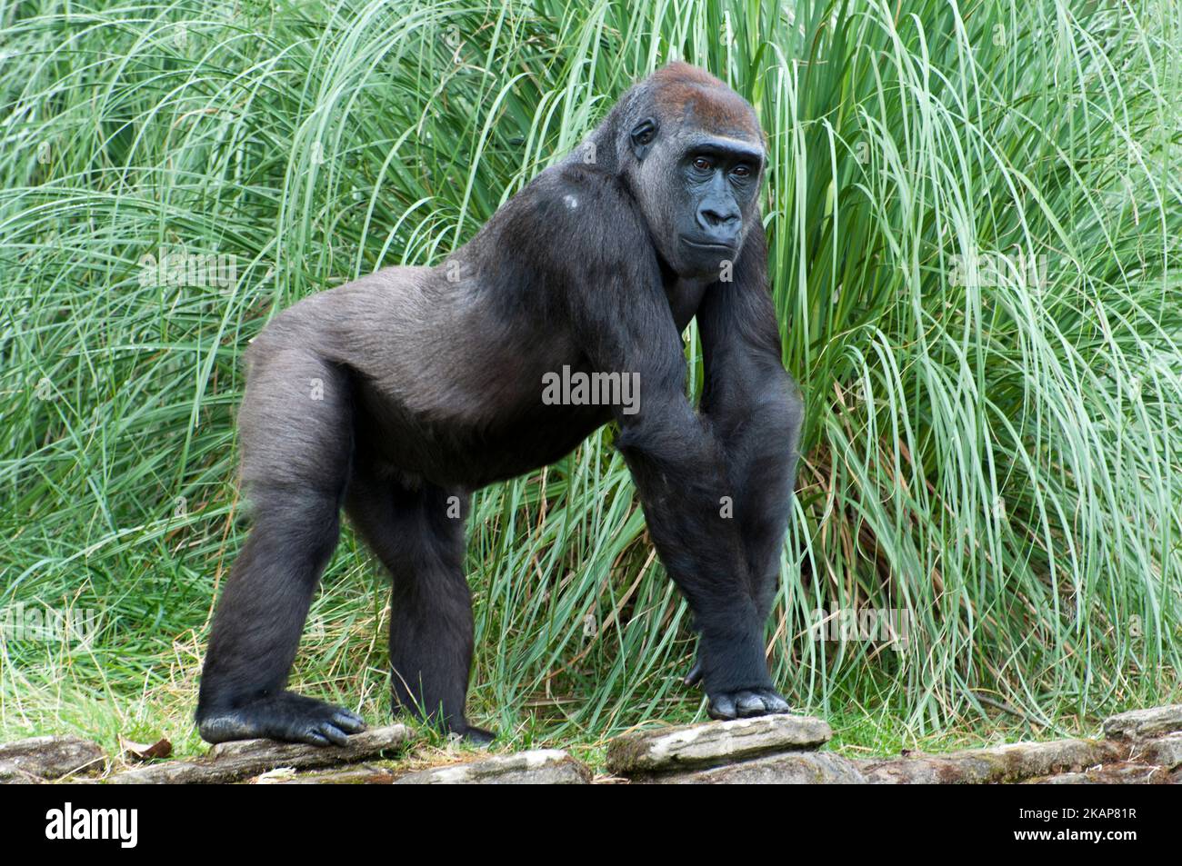 Western lowland gorilla Stock Photo - Alamy