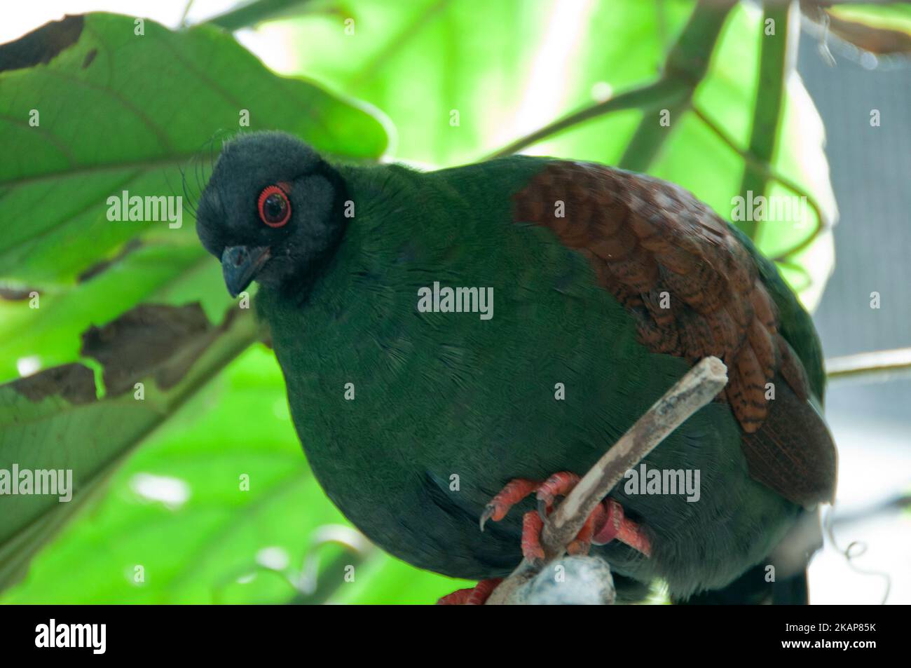 Female Crested partridge Stock Photo - Alamy