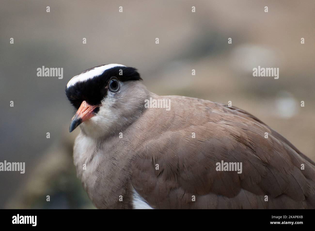 Bird at London Zoo Stock Photo - Alamy
