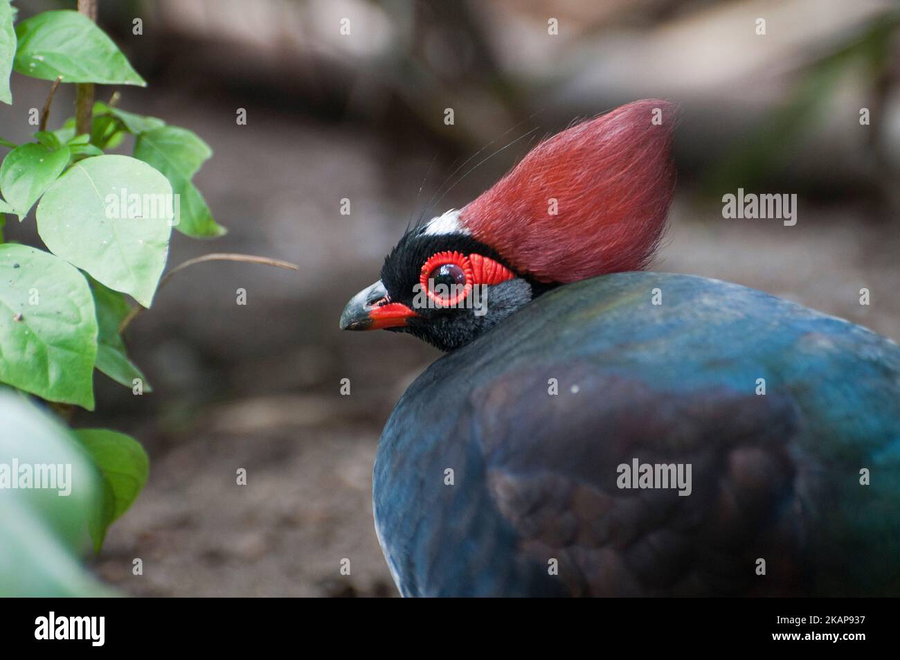 Crested partridge hi-res stock photography and images - Alamy