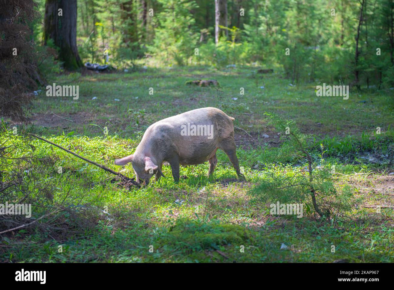 One pig hi-res stock photography and images - Alamy