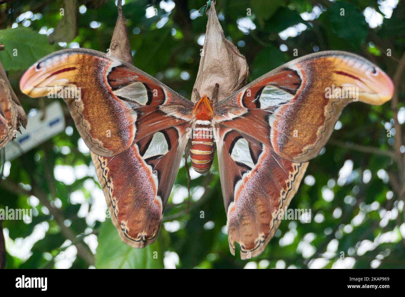 Hercules moth hi-res stock photography and images - Alamy