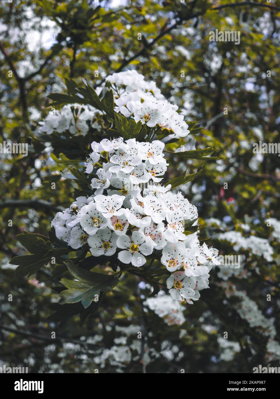 Vertical shot beautiful hawthorn hi-res stock photography and images ...