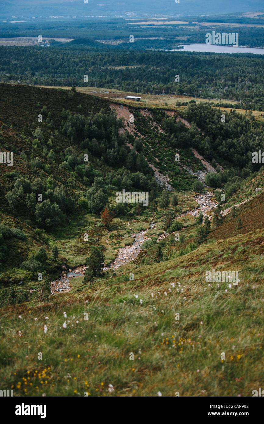 A beautiful green landscape of the forested hillside, in a vertical ...