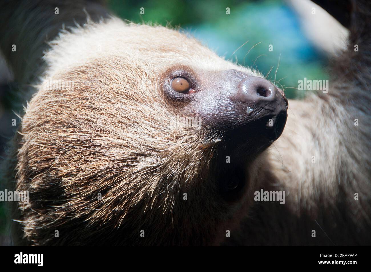 Linnaeus's two-toed sloth Stock Photo - Alamy