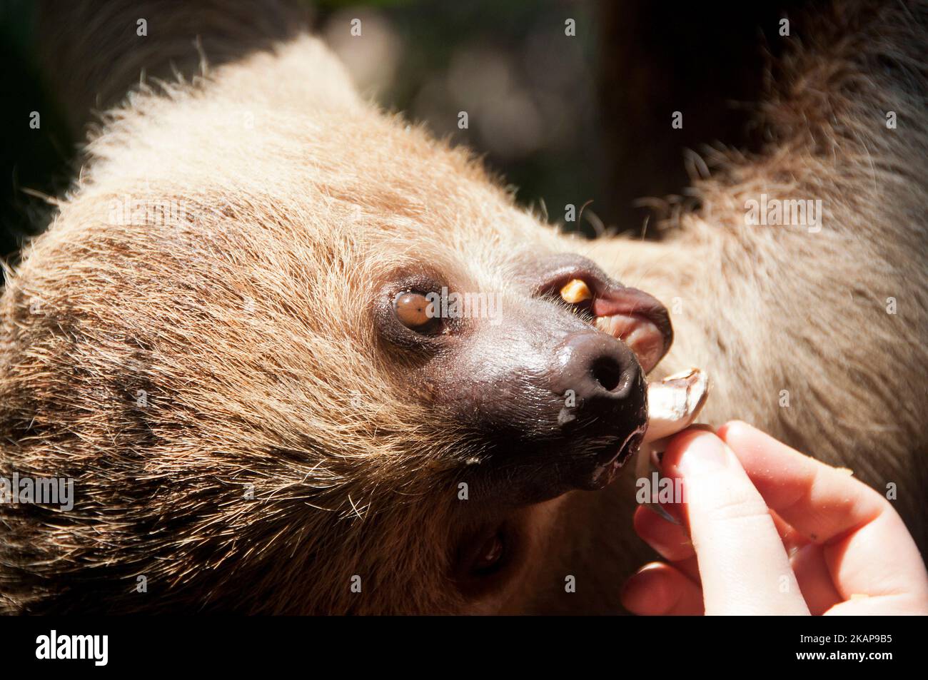Linnaeus's two-toed sloth being hand fed Stock Photo - Alamy