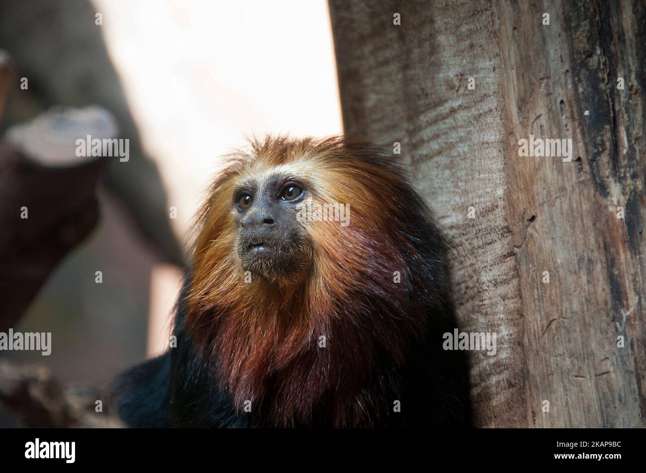 Golden-headed lion tamarin Stock Photo - Alamy
