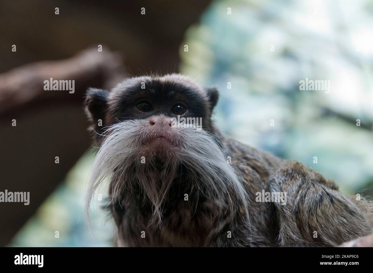 Close up emperor tamarin hi-res stock photography and images - Alamy