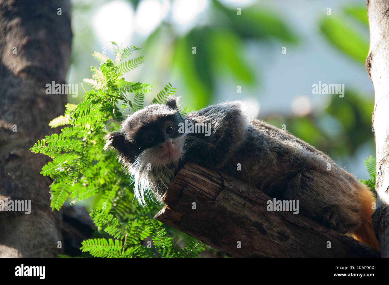 Emperor tamarin tree hi-res stock photography and images - Alamy
