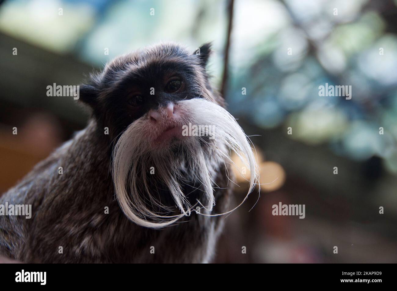 Close up emperor tamarin hi-res stock photography and images - Alamy