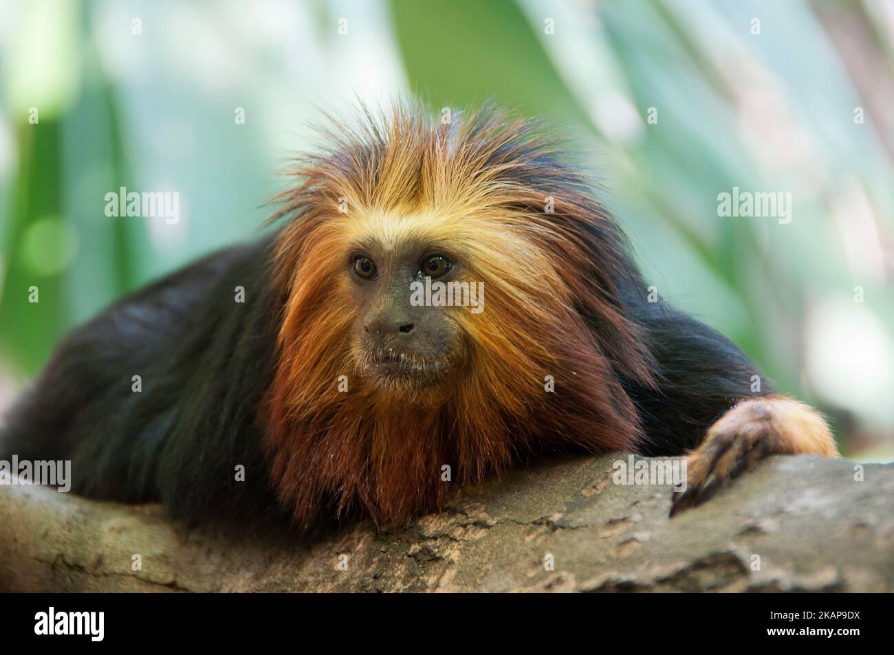 Golden-headed lion tamarin Stock Photo - Alamy