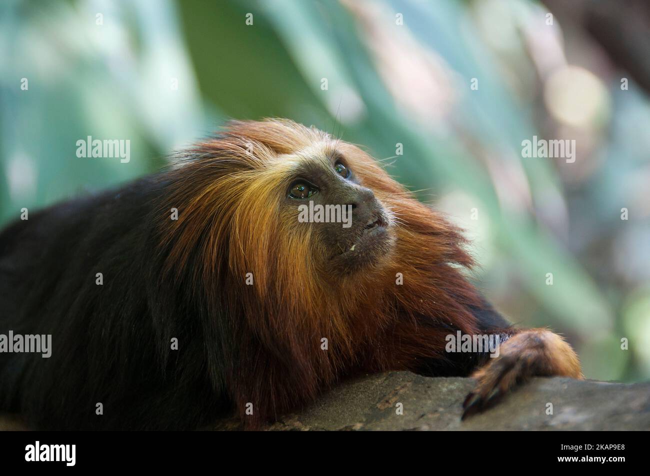 Golden-headed lion tamarin Stock Photo - Alamy