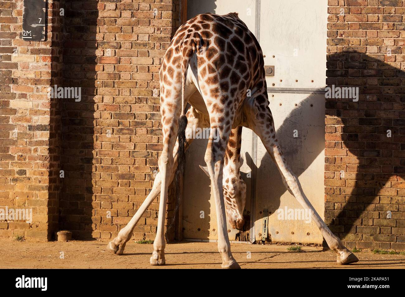 Giraffe bending to eat hi-res stock photography and images - Alamy