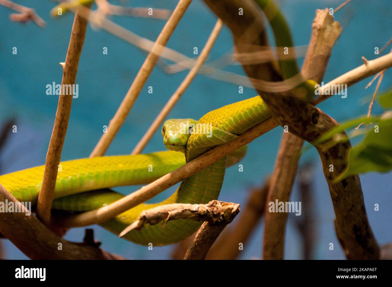 Blue mamba hi-res stock photography and images - Alamy