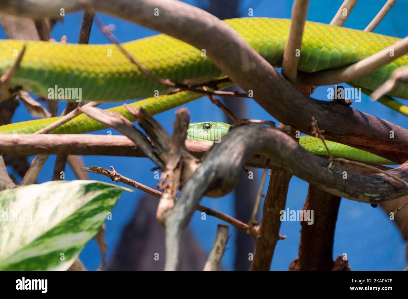 Eastern green mamba Stock Photo - Alamy