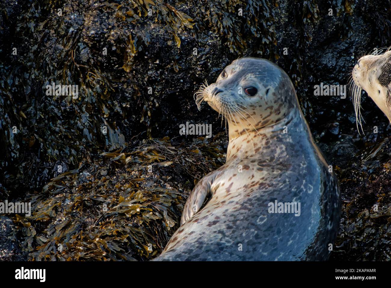 A shot of harbor, common, seals lying on the rock with one looking back ...