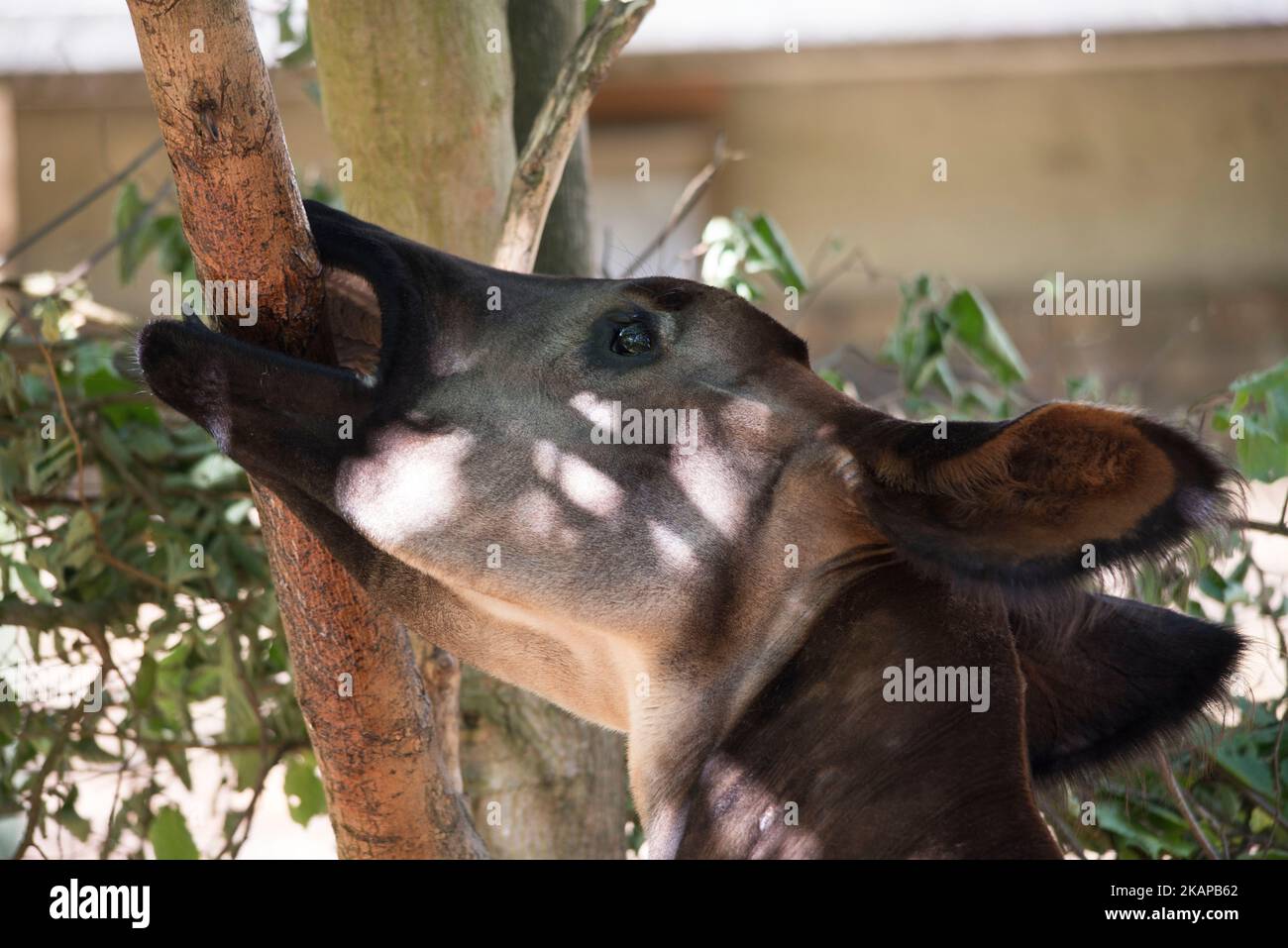 Close up of an okapi eating hi-res stock photography and images - Alamy