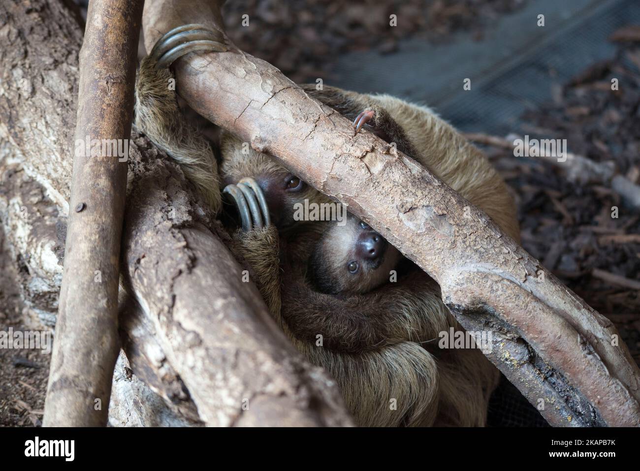Linnaeus's two-toed sloth mother and baby Stock Photo - Alamy