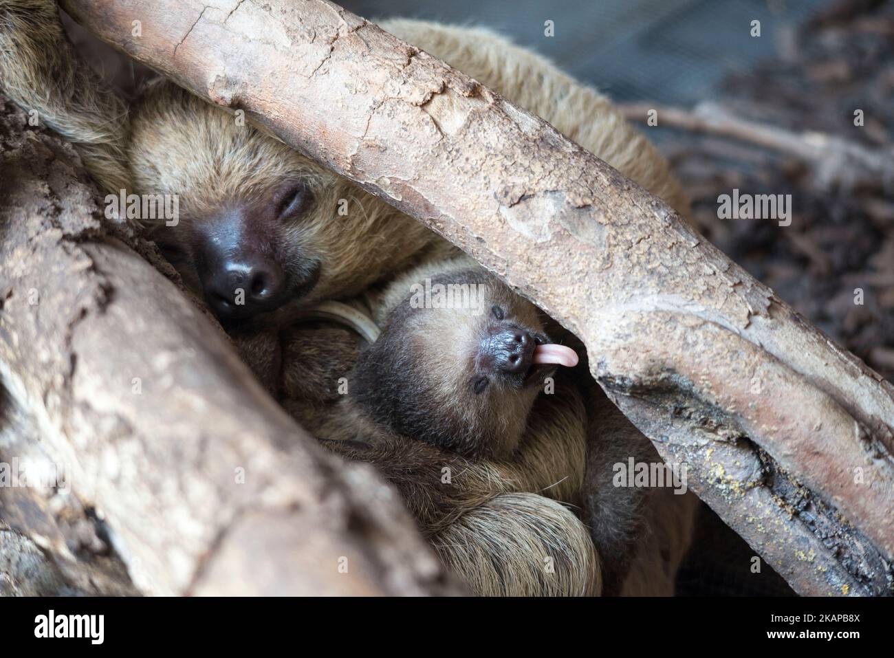 Linnaeus's two-toed sloth mother and baby Stock Photo - Alamy