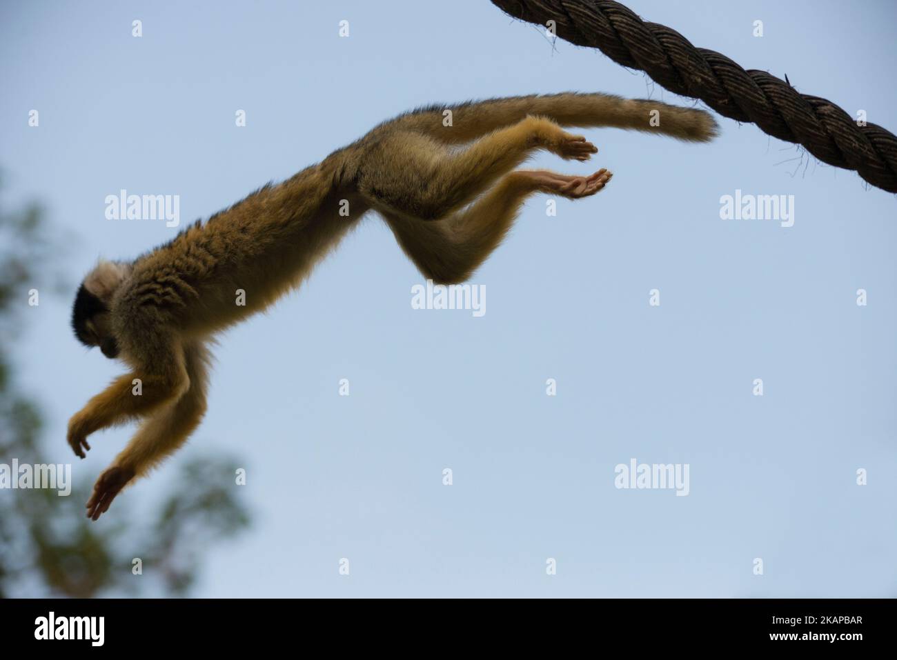 Monkey leap hi-res stock photography and images - Alamy