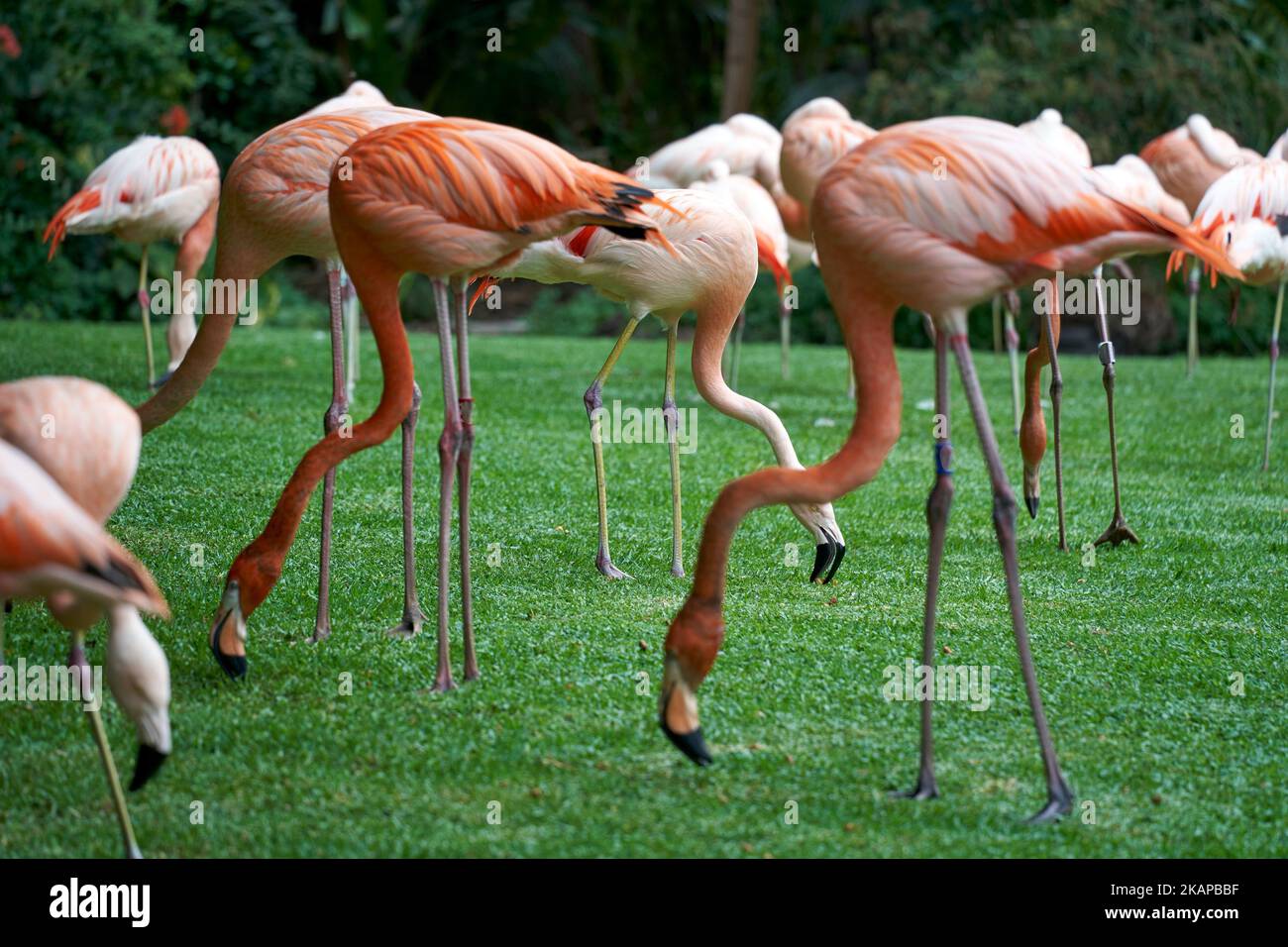 Grazing flamingos hi-res stock photography and images - Alamy