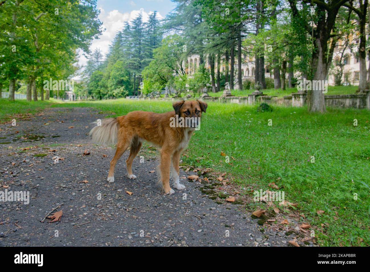 Big red dog standing hi-res stock photography and images - Alamy