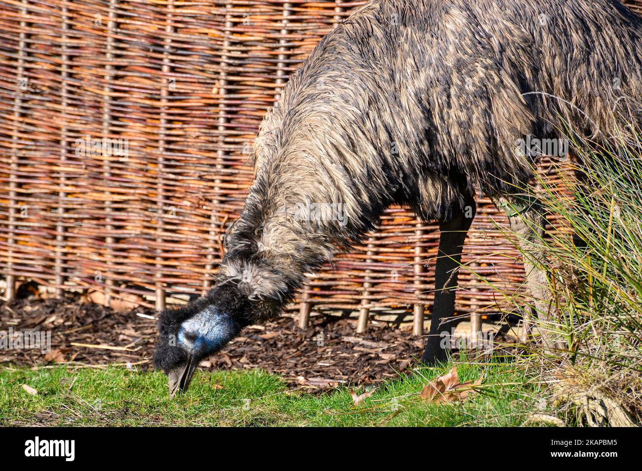 Emu eating hi-res stock photography and images - Alamy