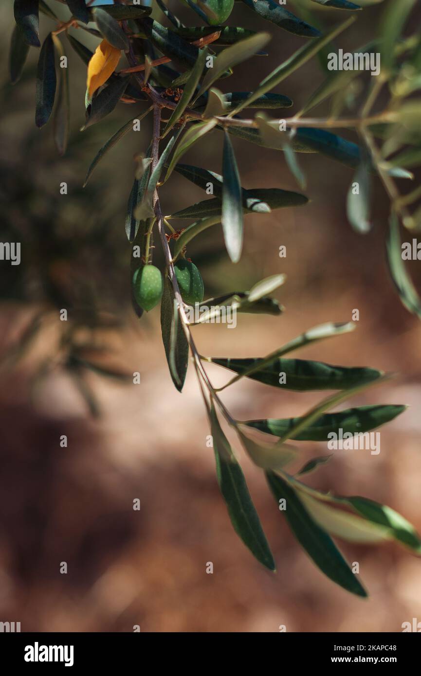 A vertical shot of an olive tree growing in the garden Stock Photo - Alamy