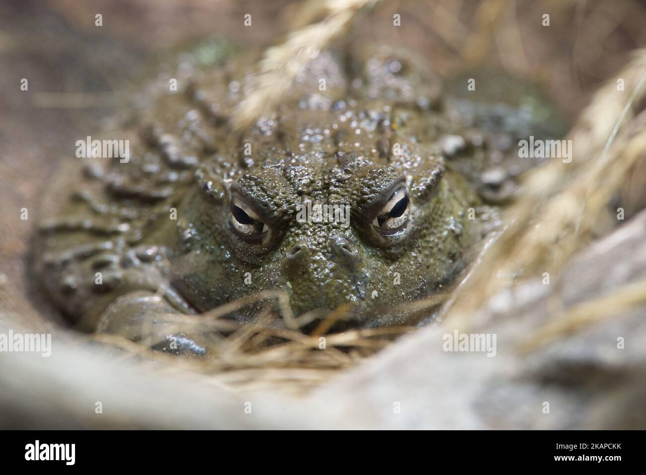 African pixie frog hi-res stock photography and images - Alamy