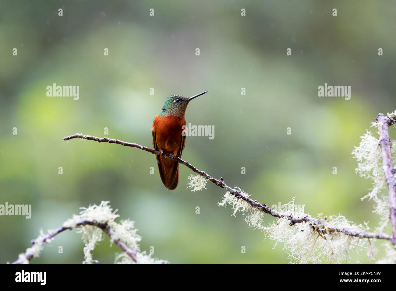 Hummingbirds jungle hi-res stock photography and images - Alamy