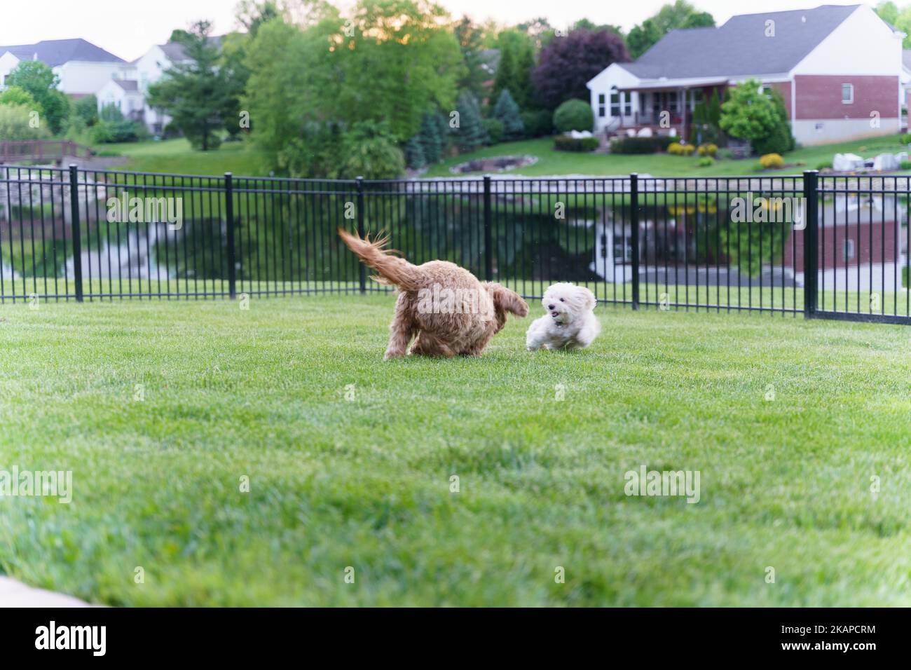 The cute fluffy miniature goldendoodle dogs playing in the park Stock ...