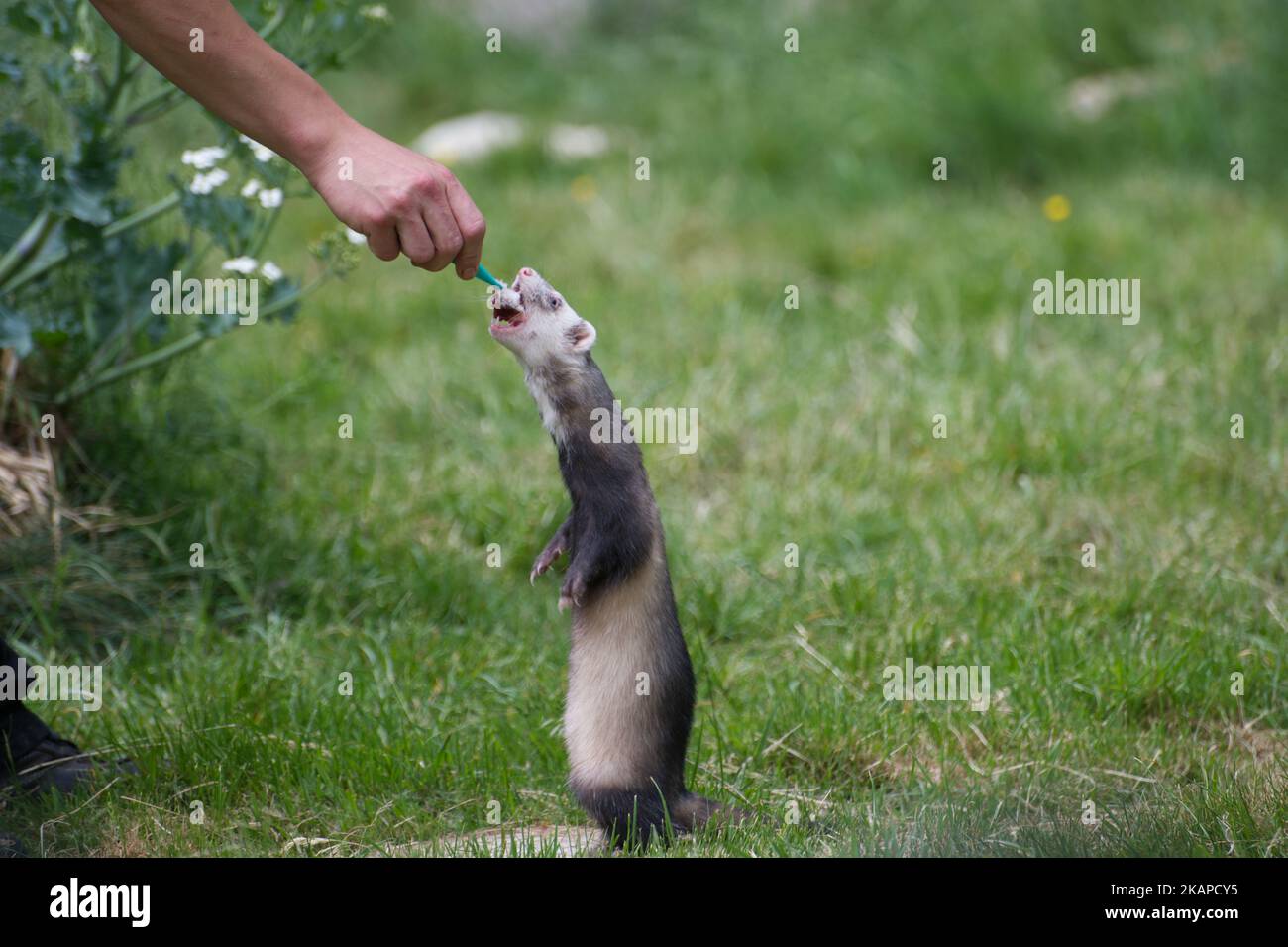 Polecat eating hi-res stock photography and images - Alamy