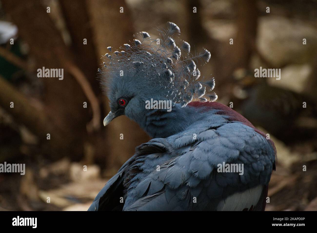 Black crowned pigeon hi-res stock photography and images - Alamy