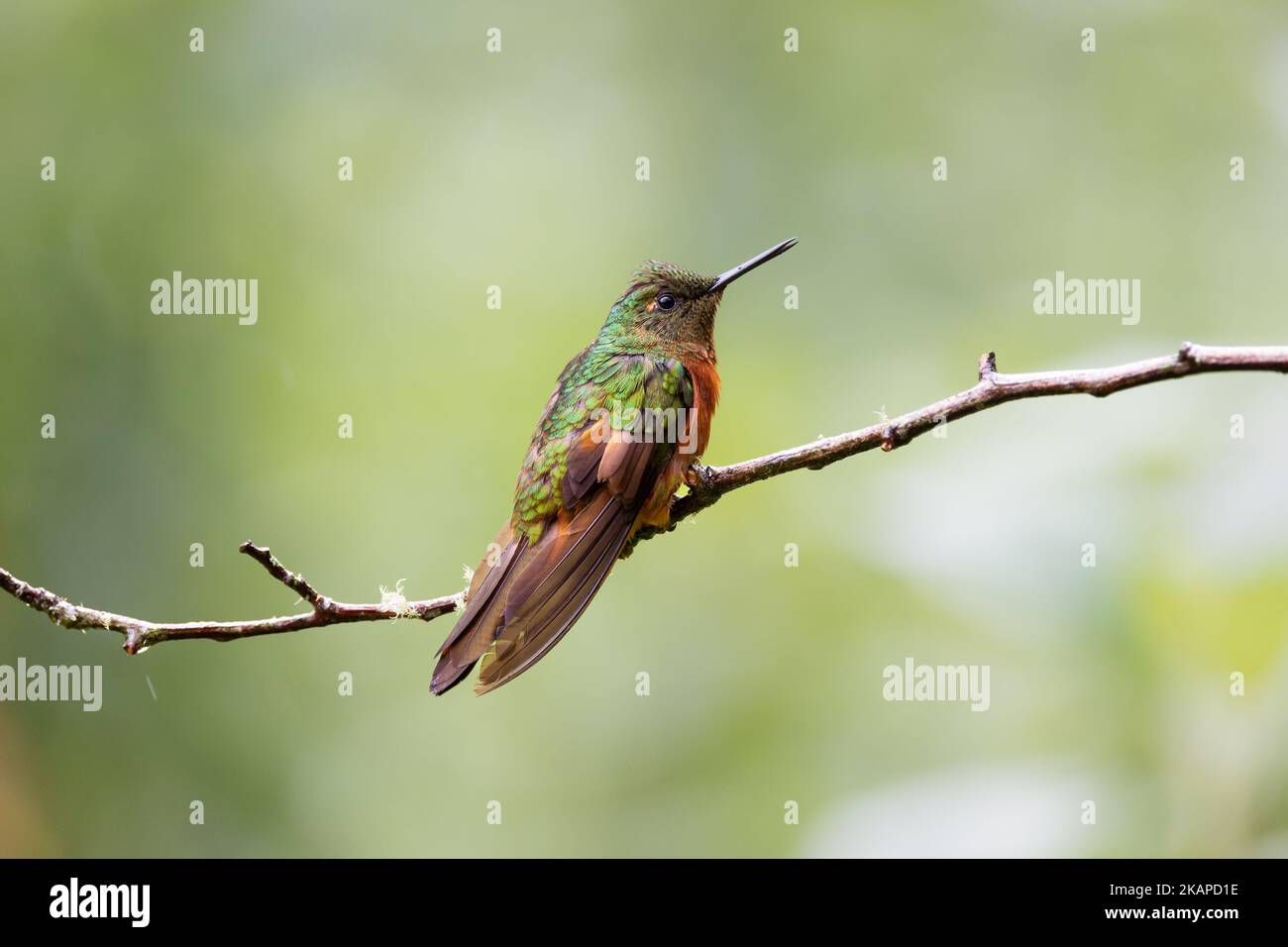 Amazon hummingbird hi-res stock photography and images - Alamy