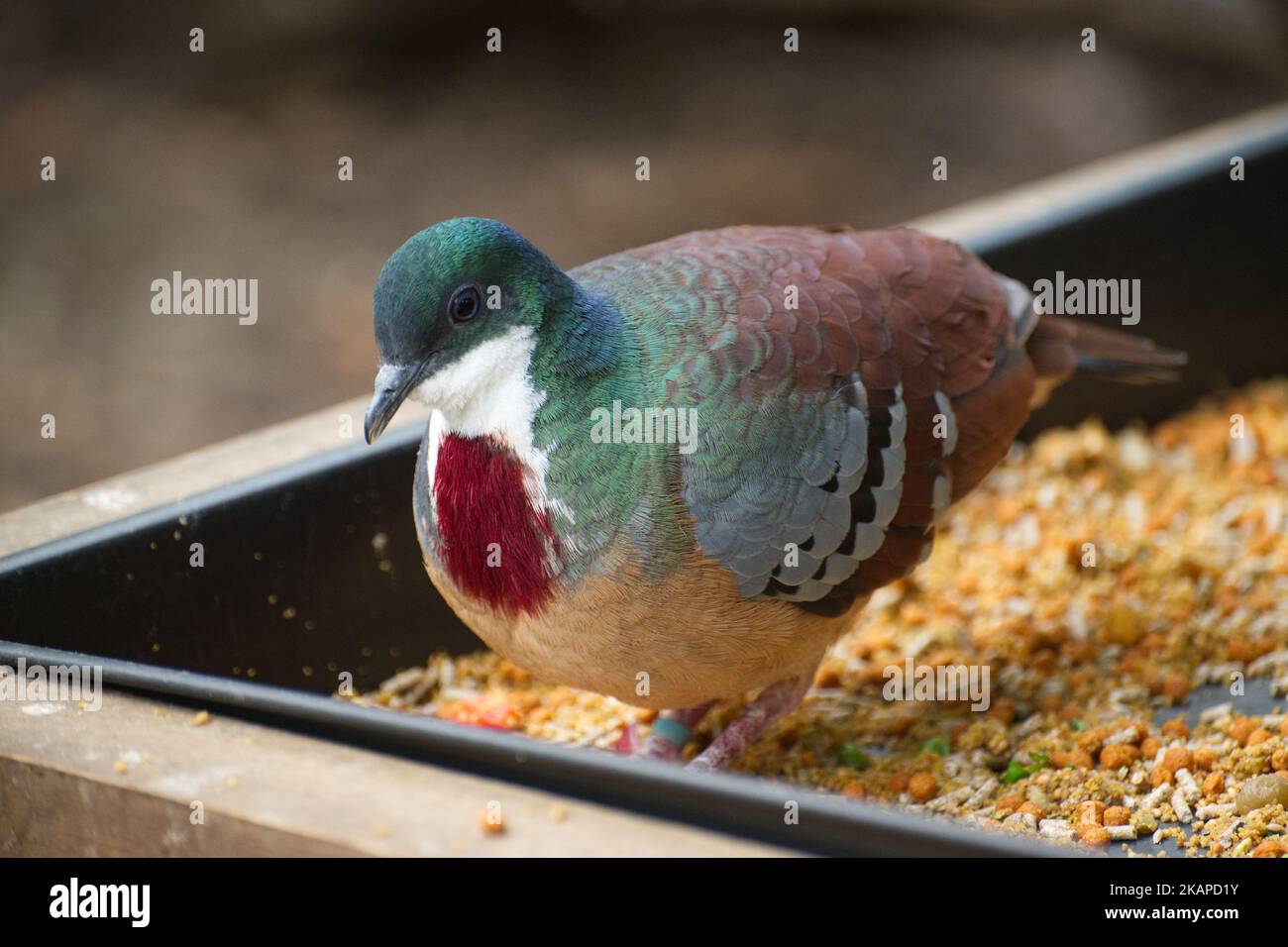 Bartlett's bleeding heart dove Stock Photo - Alamy
