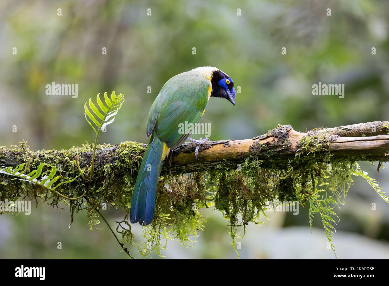 Jay photography hi-res stock photography and images - Alamy