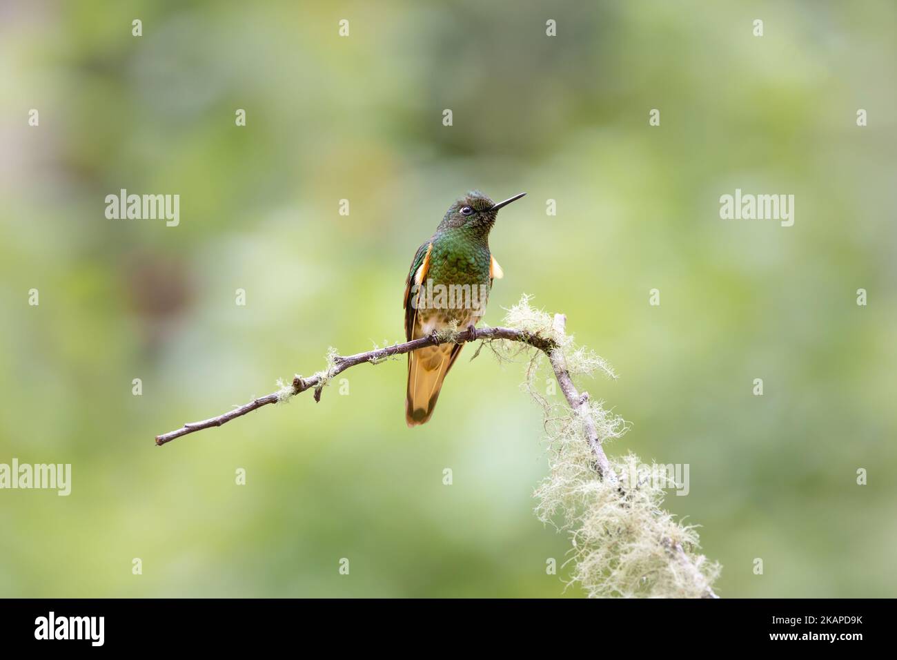 Amazon hummingbird hi-res stock photography and images - Alamy