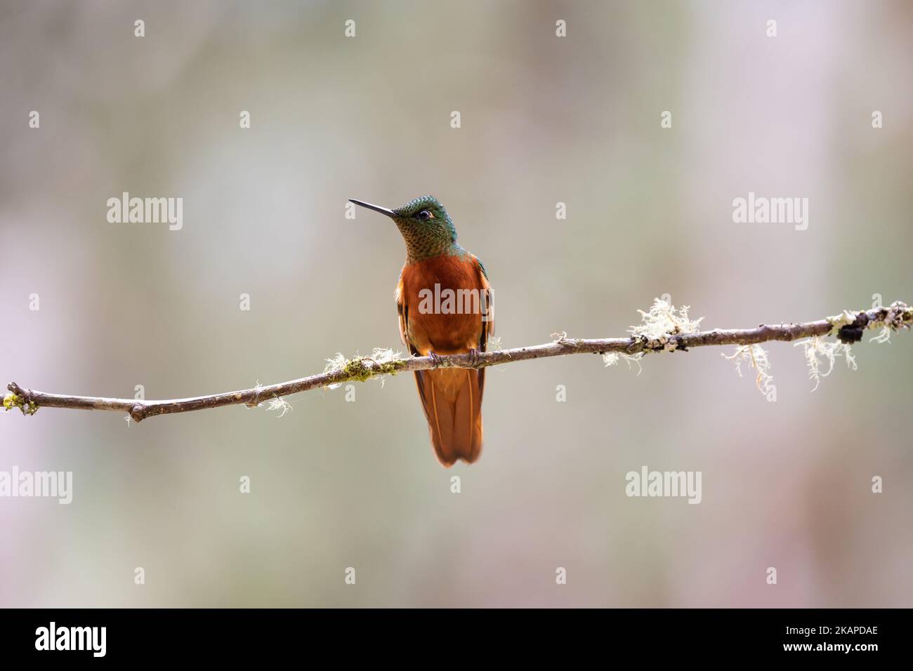 Close up photography hummingbird hi-res stock photography and images ...