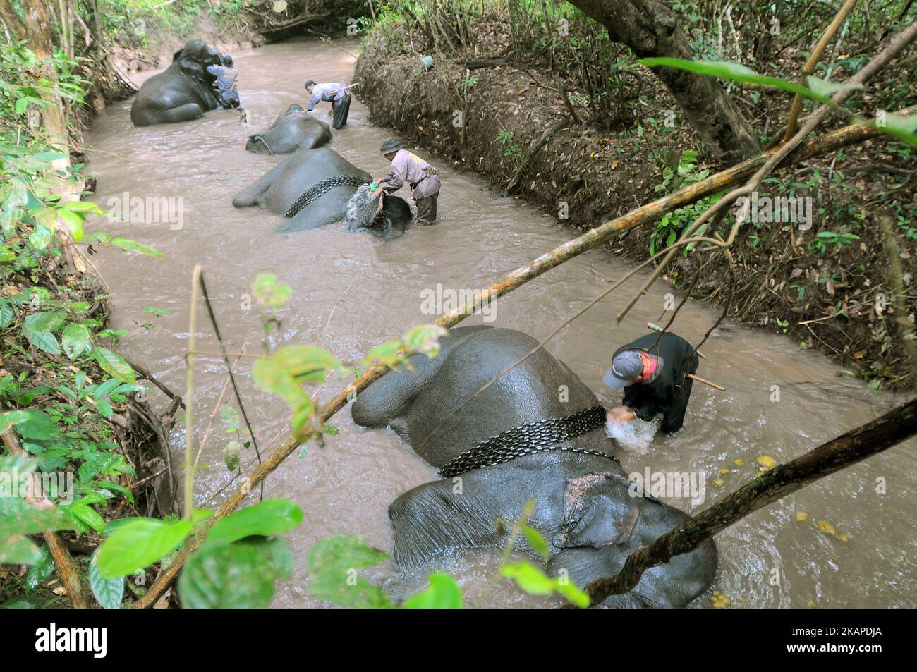 Mahout Elephant Response Unit (ERU) escorted tame elephants to the ...