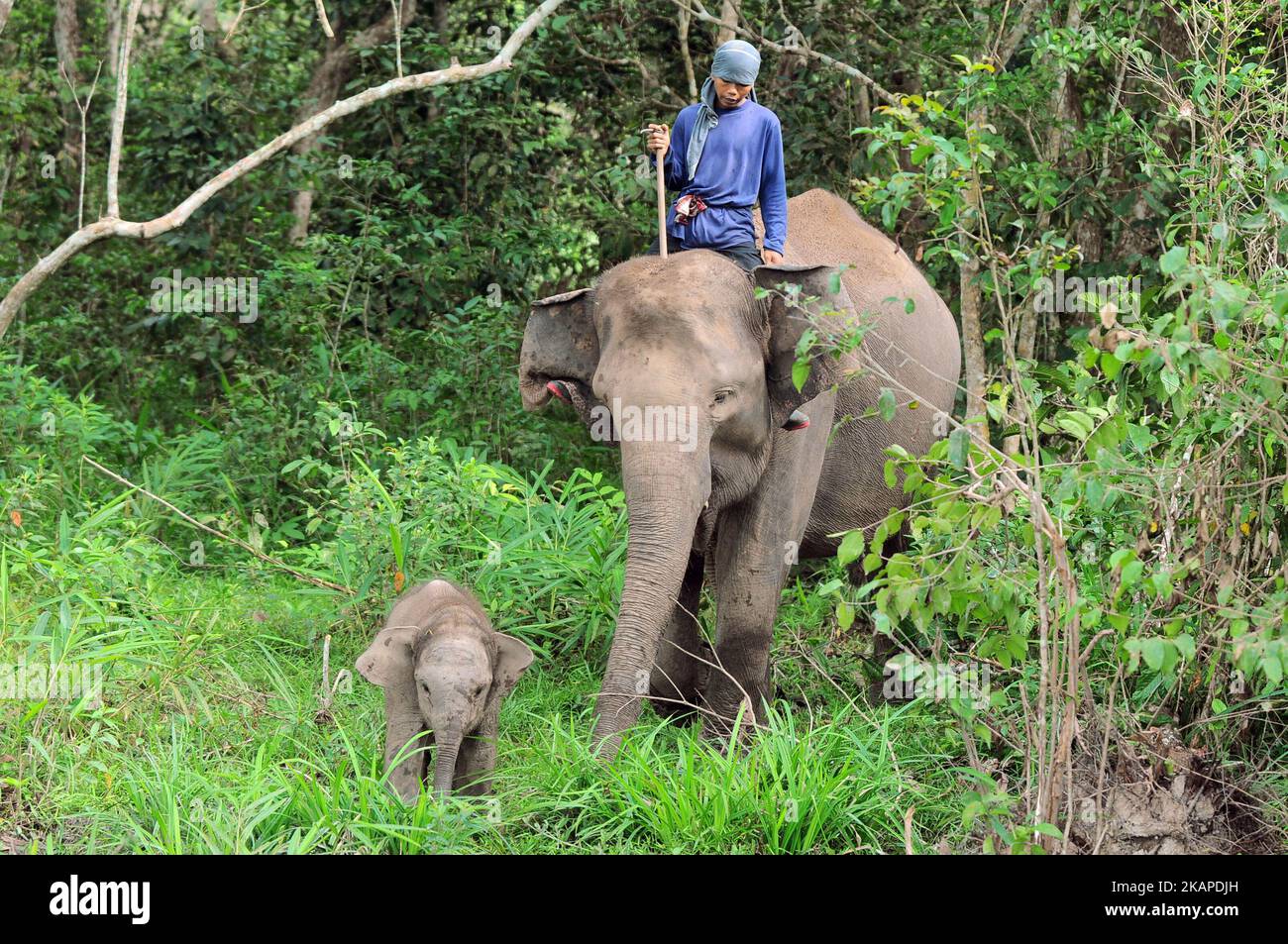 Mahout Elephant Response Unit (ERU) escorted tame elephants to the ...