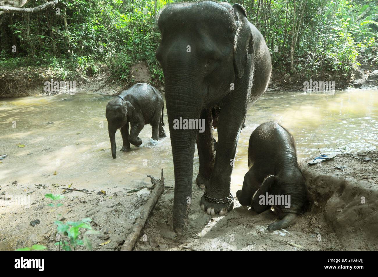 Mahout Elephant Response Unit (ERU) escorted tame elephants to the ...